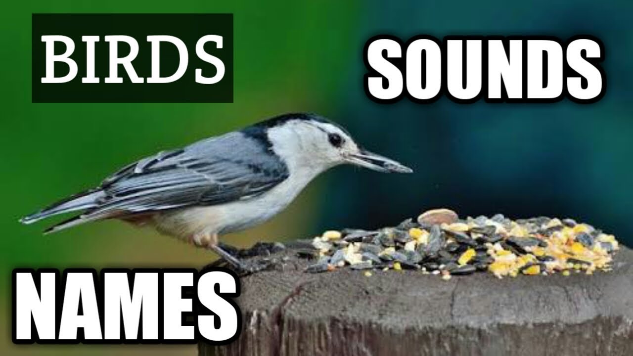 Birds sounds chart - klimalpha