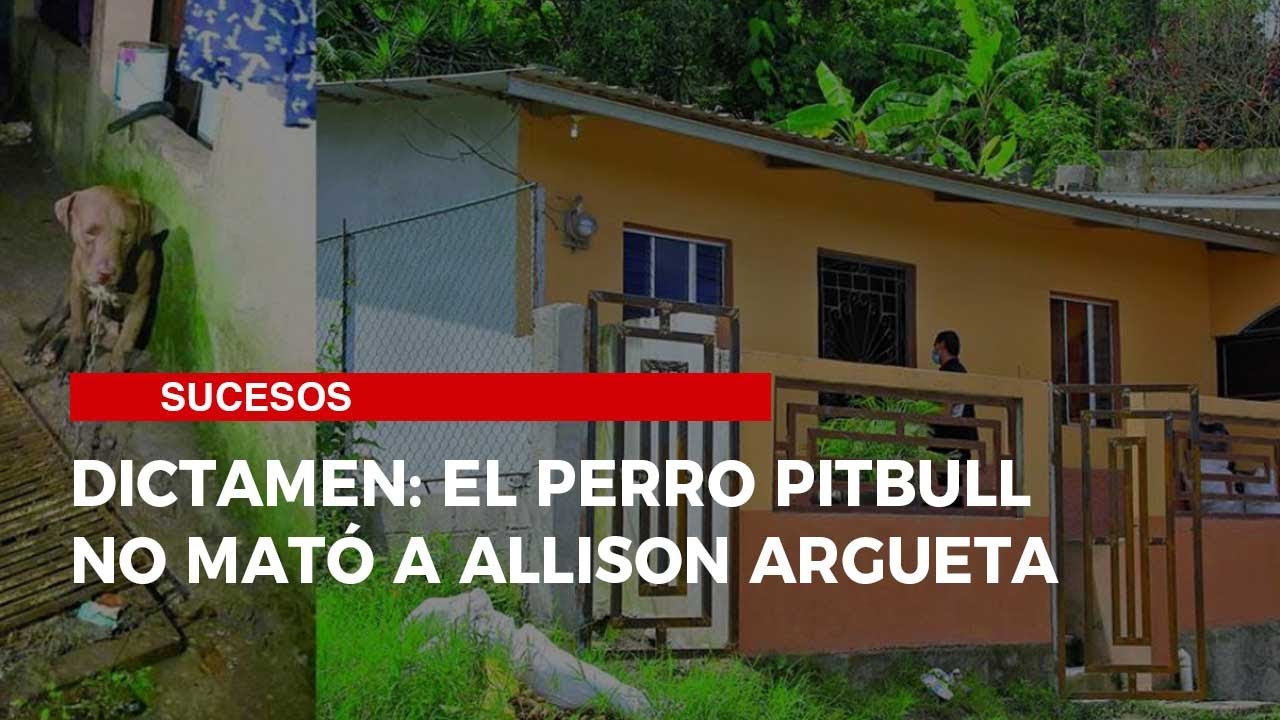 Dictamen: el perro pitbull no mató a Allison Argueta - YouTube