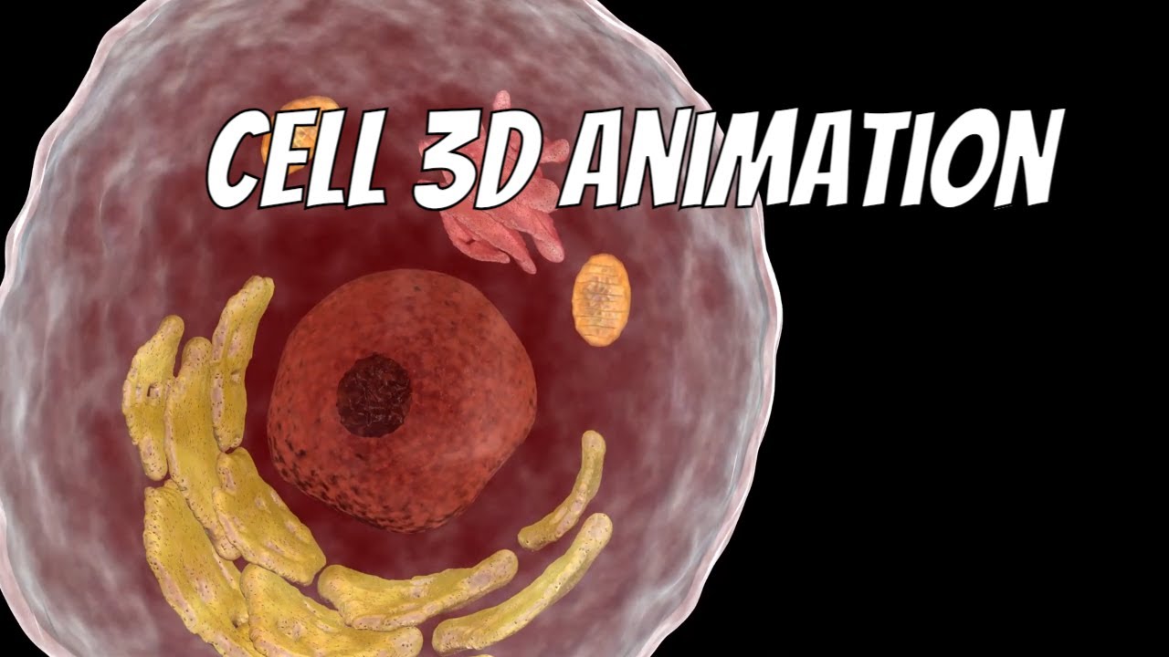 Bosten Cell Standards - Cell 3D Animation - Medical Animation - YouTube