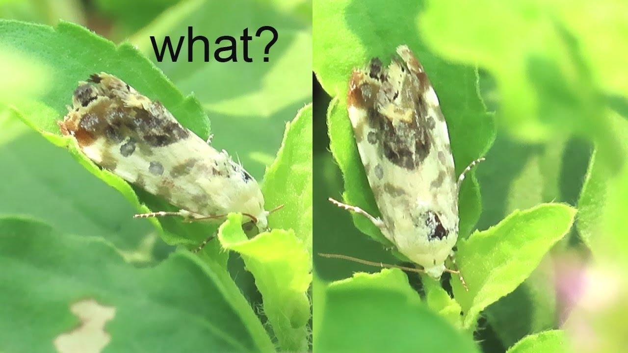 Butterfly rare | Strange butterfly - YouTube