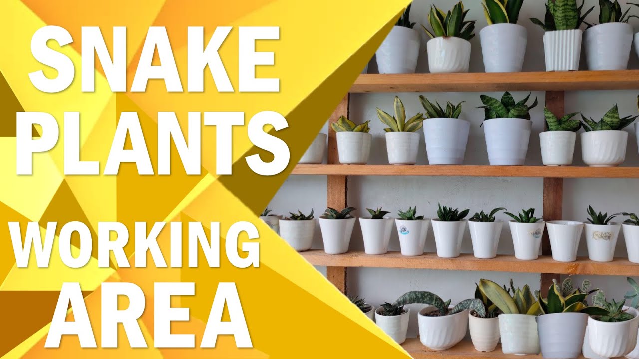 SnakePlant Working Area - YouTube