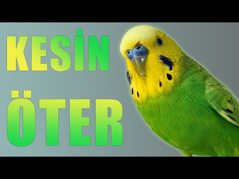 MUHABBET KUŞU SESİ  Kesin Öter  Çıldırtan Yavru Sesi