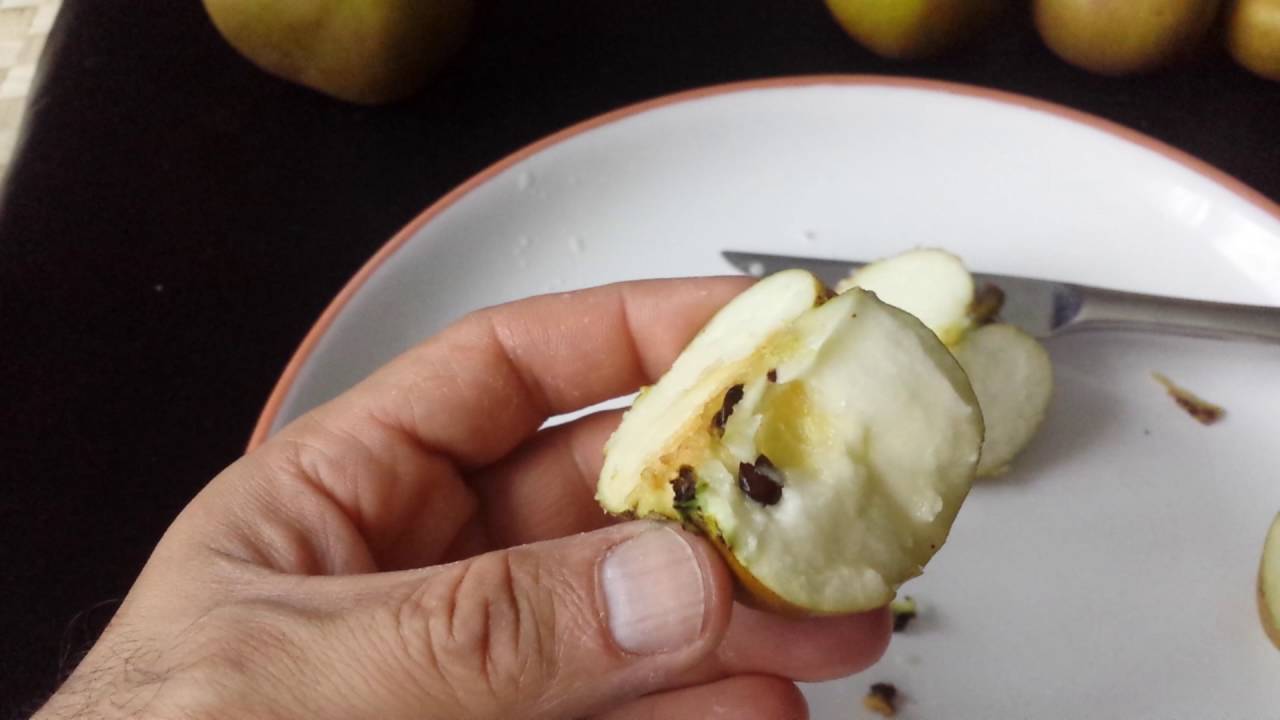 Tasting Apple variety Ashmead's Kernel - YouTube