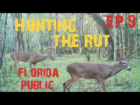 Big Buck Hunting in the Swamp - YouTube