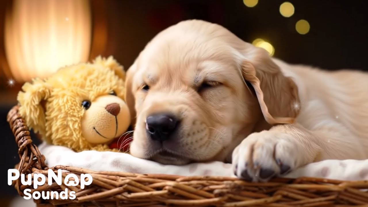 10 Hours of Deep Sleep Music for Dogs 🐶 Anti-Separation Anxiety Relief ...