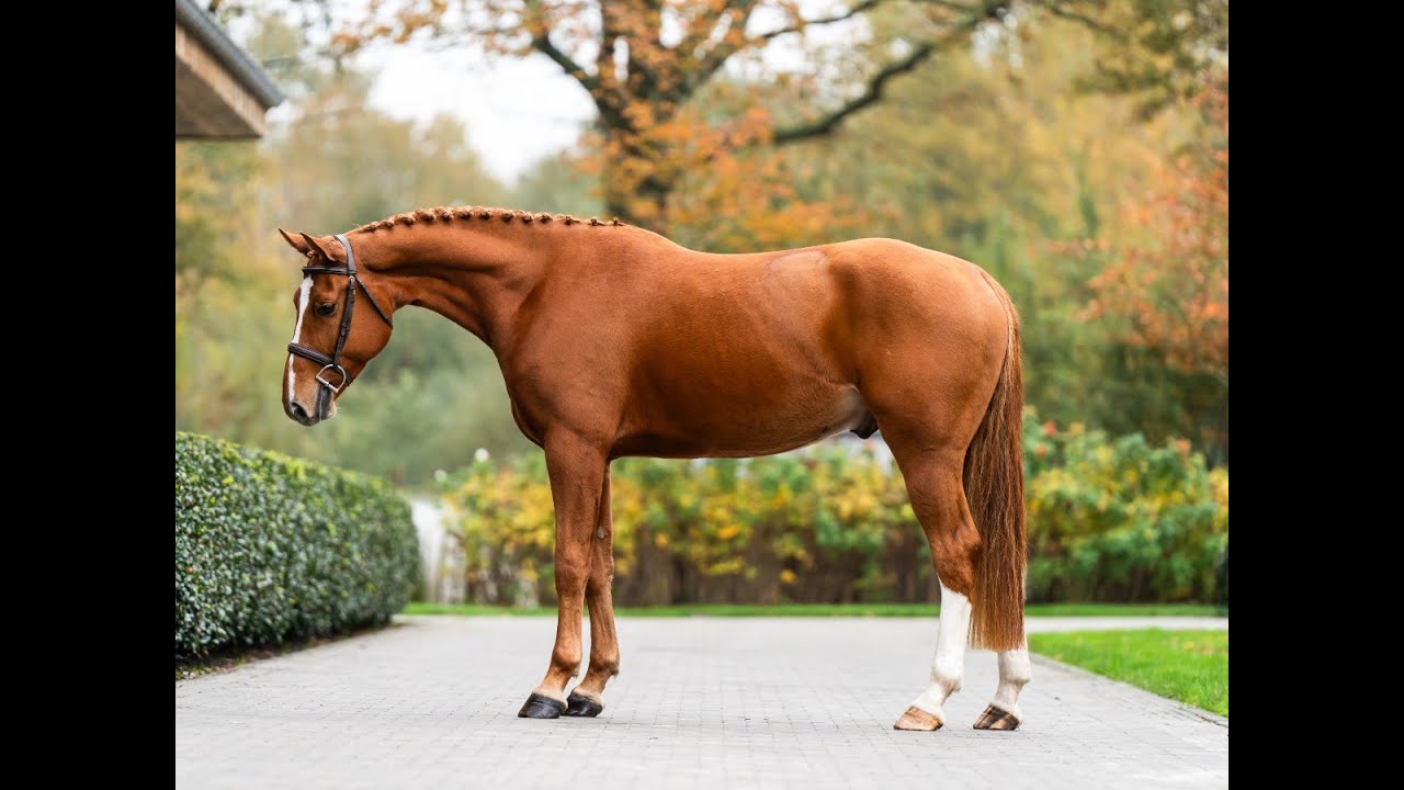 Prīmī - First in Line presents Ortigo - Flat - YouTube