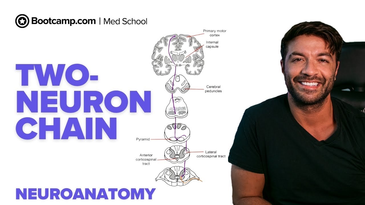 Two-Neuron Chain Explained | UMN vs LMN Lesions, Reflex Arc & Babinski ...