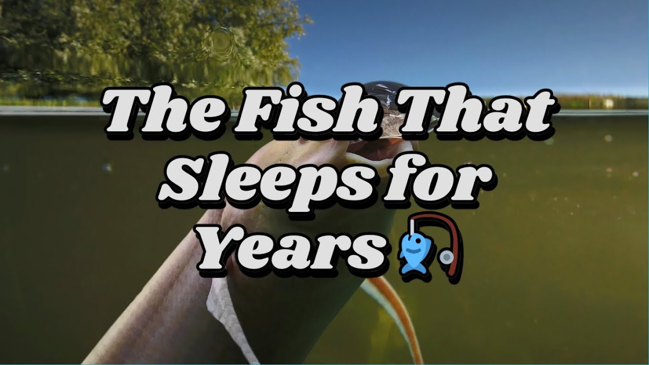 The Fish That Lives Forever – Explained - YouTube