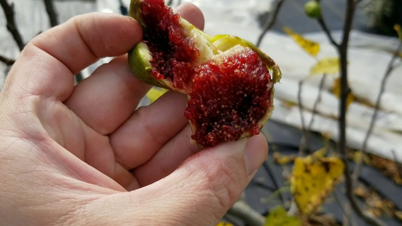 Late Fall Fig Orchard Tour - YouTube