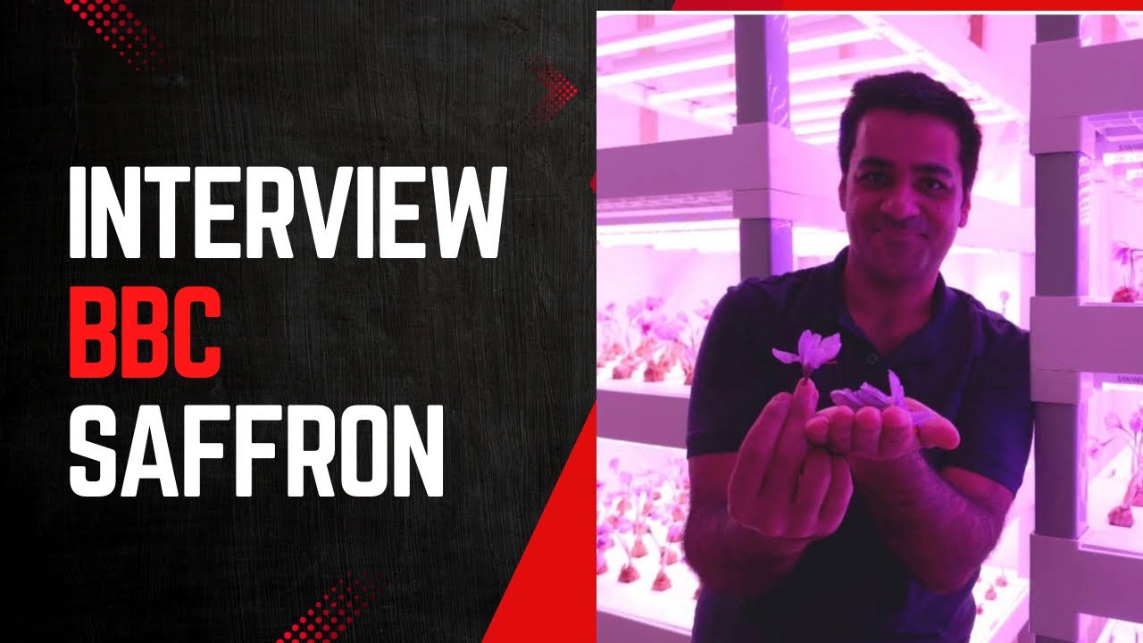 My interview with BBC about growing saffron indoors as a pioneer in ...