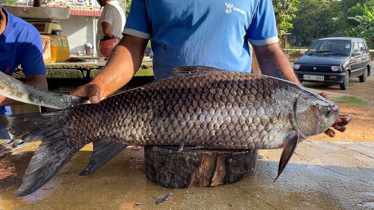 Wow! Live 12Kg Big Rohu Fish Skinning & Cutting Skills In Village Fish ...