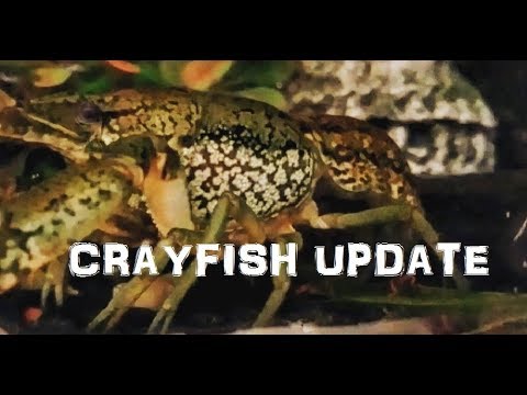 MARBLED CRAYFISH UPDATE!!! Moved Self Cloning Crayfish to Community ...
