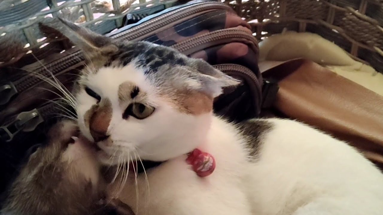 Baby Otter Cilo dan kucing si Olla bersahabat makin akrab - YouTube