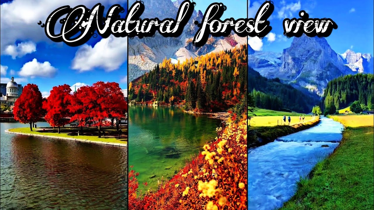Natural Forest View | Natural Short View | Natural View | 4k Ultra HD ...