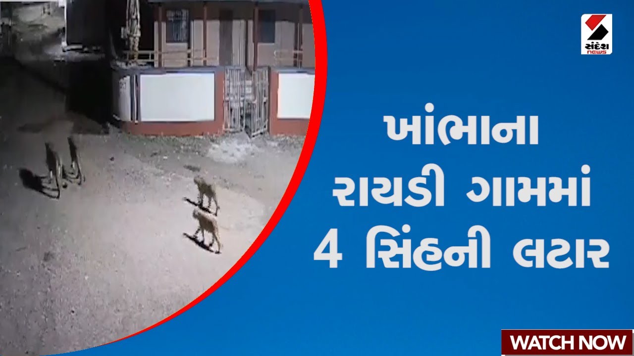 Khambha | ખાંભાના રાયડી ગામમાં 4 સિંહની લટાર | Lion | Gujarat - YouTube