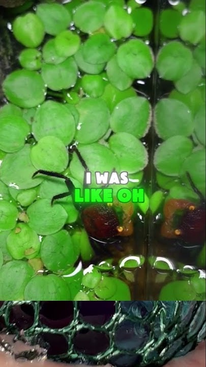 How could anyone possibly think of this 🤔🤨 #funny #comedyvideos - YouTube