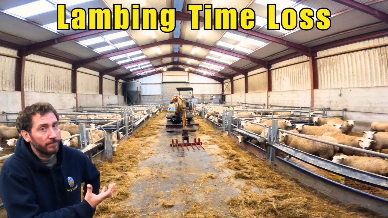 Lambing Preparation - Difficult Losses. Help Arrives... - YouTube