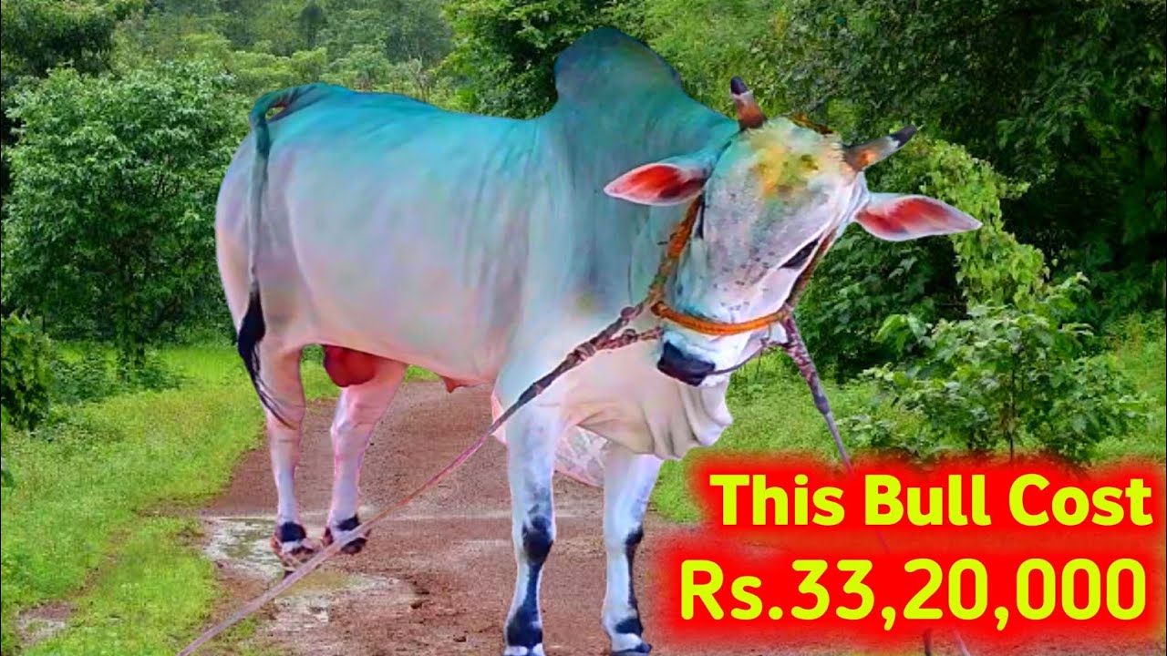 Rk Bulls వారు కొన్నా Lion గిత్త అక్షరాల 33,20,000 || Ongole Cattle Best ...