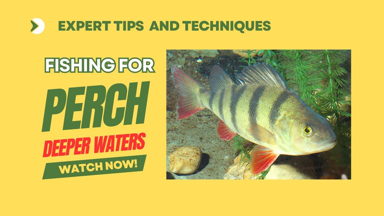 Catch The Best Perch: Essential Fishing Tips and Tricks! - YouTube