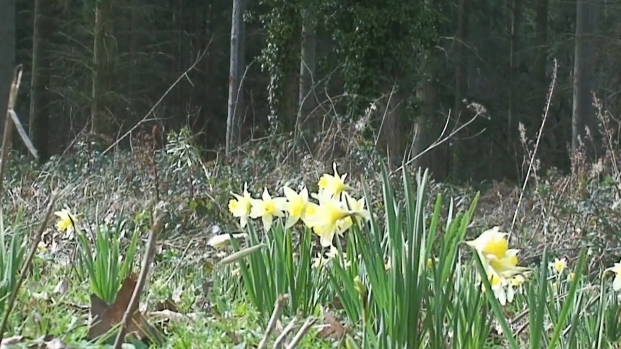 Wild Daffodils in Dymock Woods and Kempley - YouTube