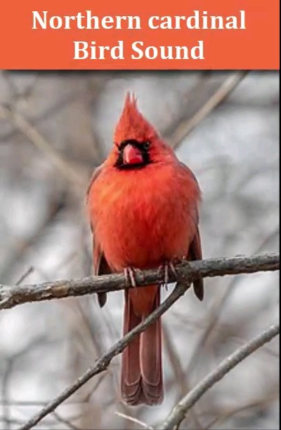 Northern Cardinal bird call sound - YouTube