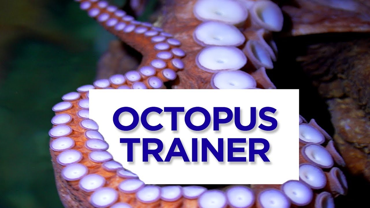 Odd Jobs: How to train an octopus - YouTube