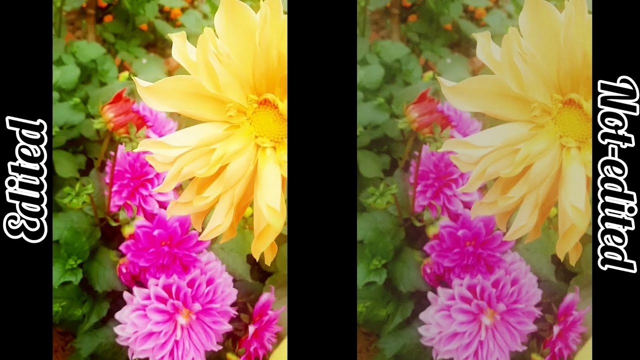 Edited nature video🌸 vs Not-edited nature video🌸 | Comment if uh want ...