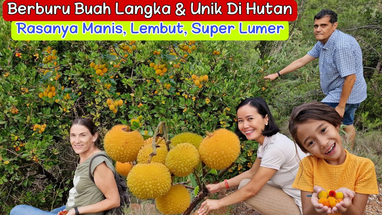 Berburu buah Liar.. Langka & Unik Hanya Tumbuh Di Area Khusus - YouTube