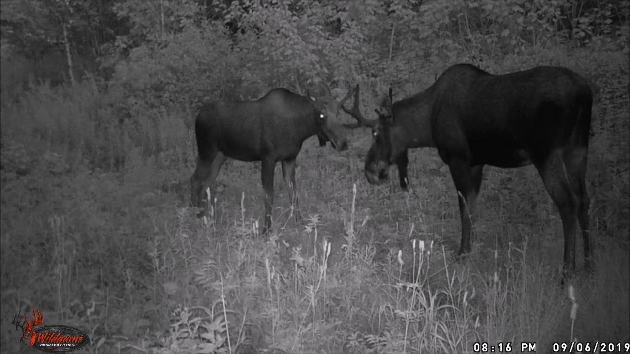 Two bull moose fighting! - YouTube