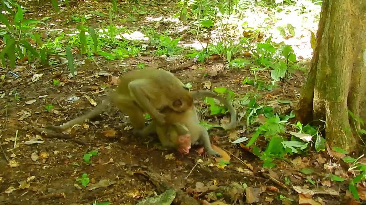 @David Monkey!! Hurt attacking Poor monkey cry loudly and strictly ...