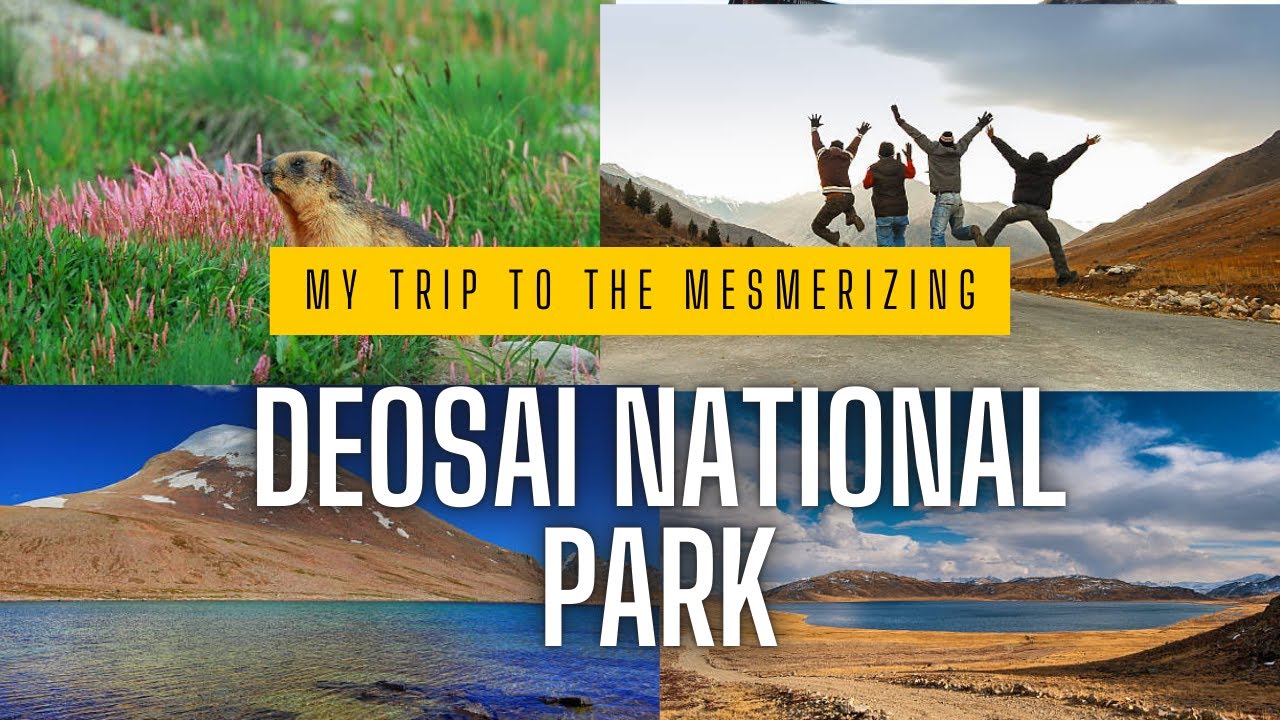 A story of the Deosai Brown Bears - Deosai National Park | Wildlife ...