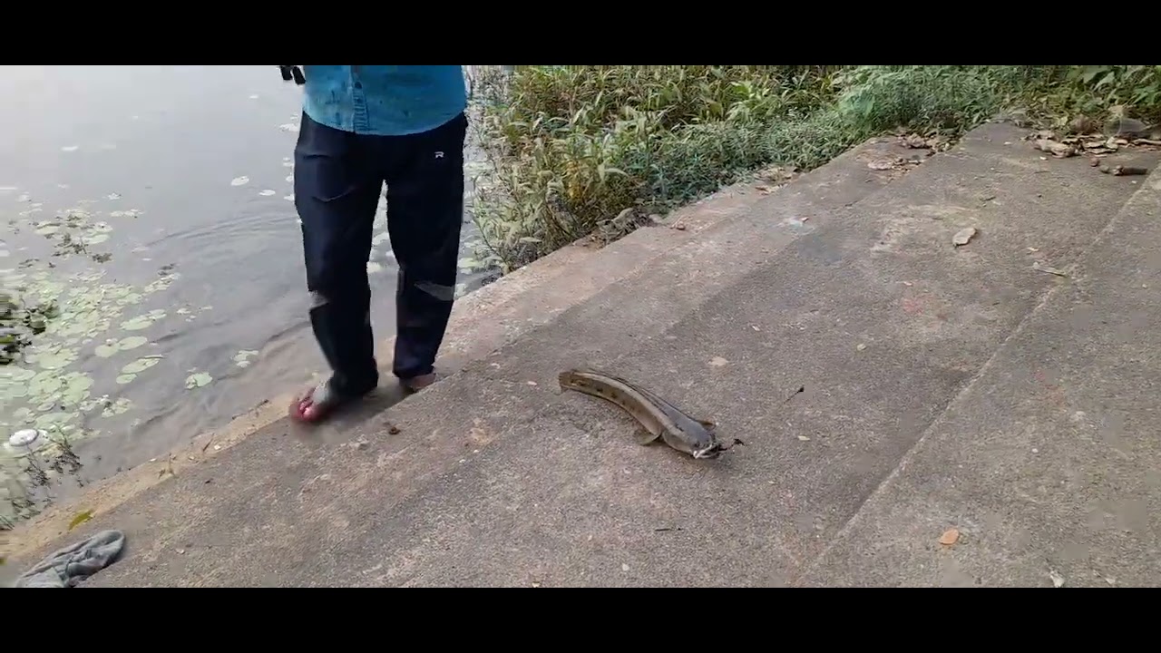 marala sala fish foork fishing - YouTube