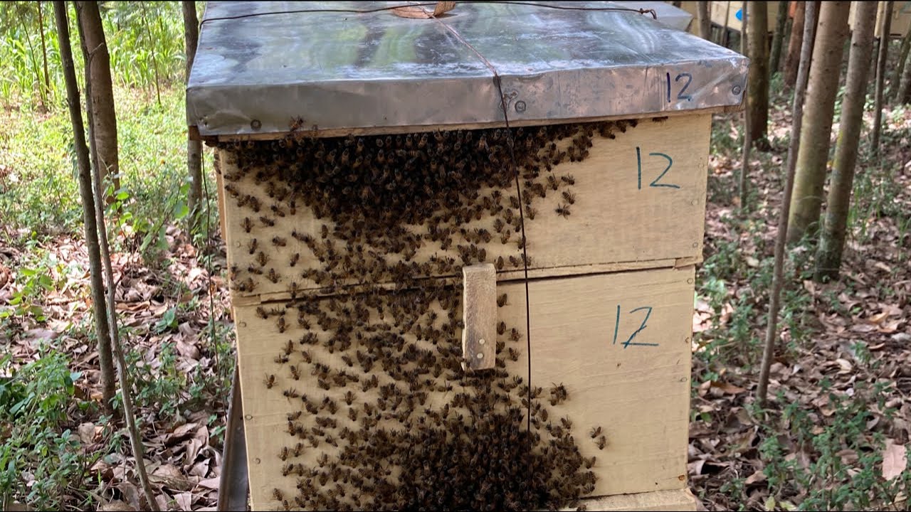 What’s your take on this apiary? - YouTube