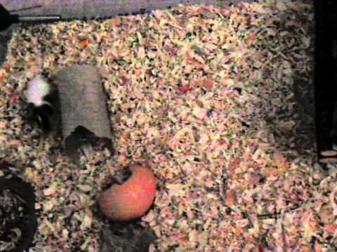 Húsvét- Japán táncoló egér a tojásban (Easter- Japanese dancing mice in ...