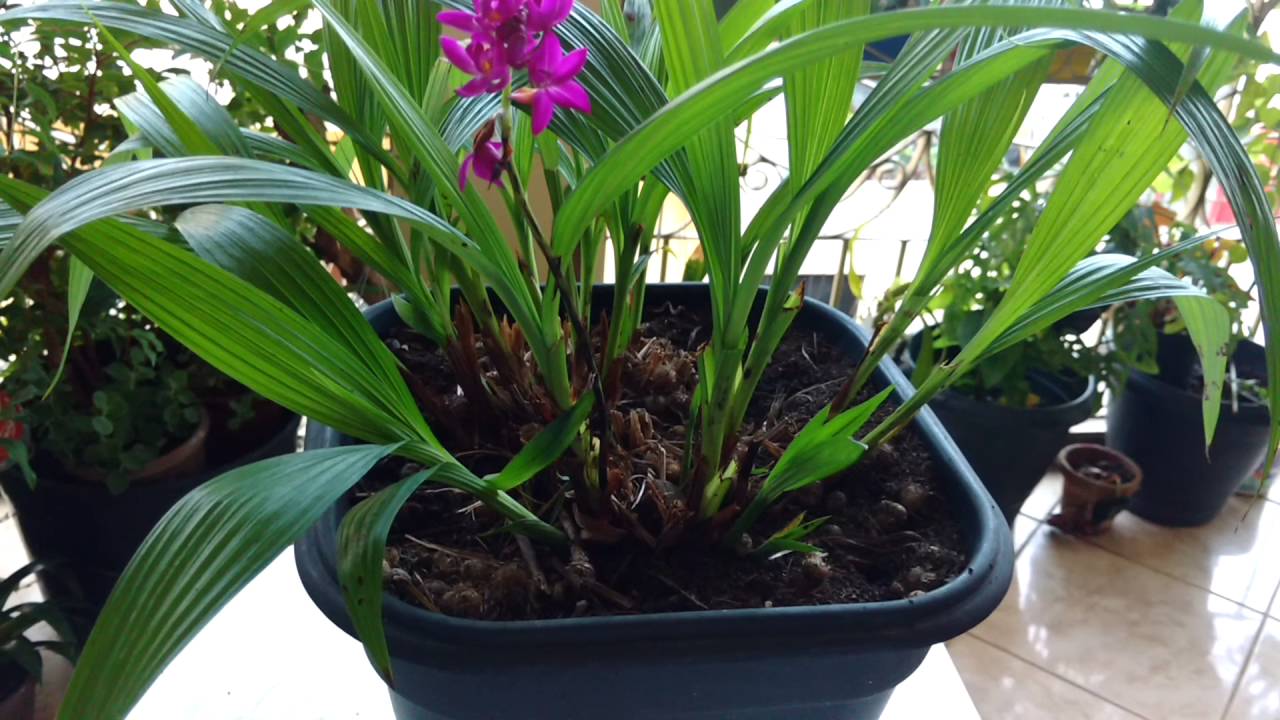 Orquídea Grapete... (SPATHOGLOTTIS UNGUICULATA)... - YouTube