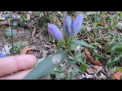 Capital Naturalist: Bottled Gentian