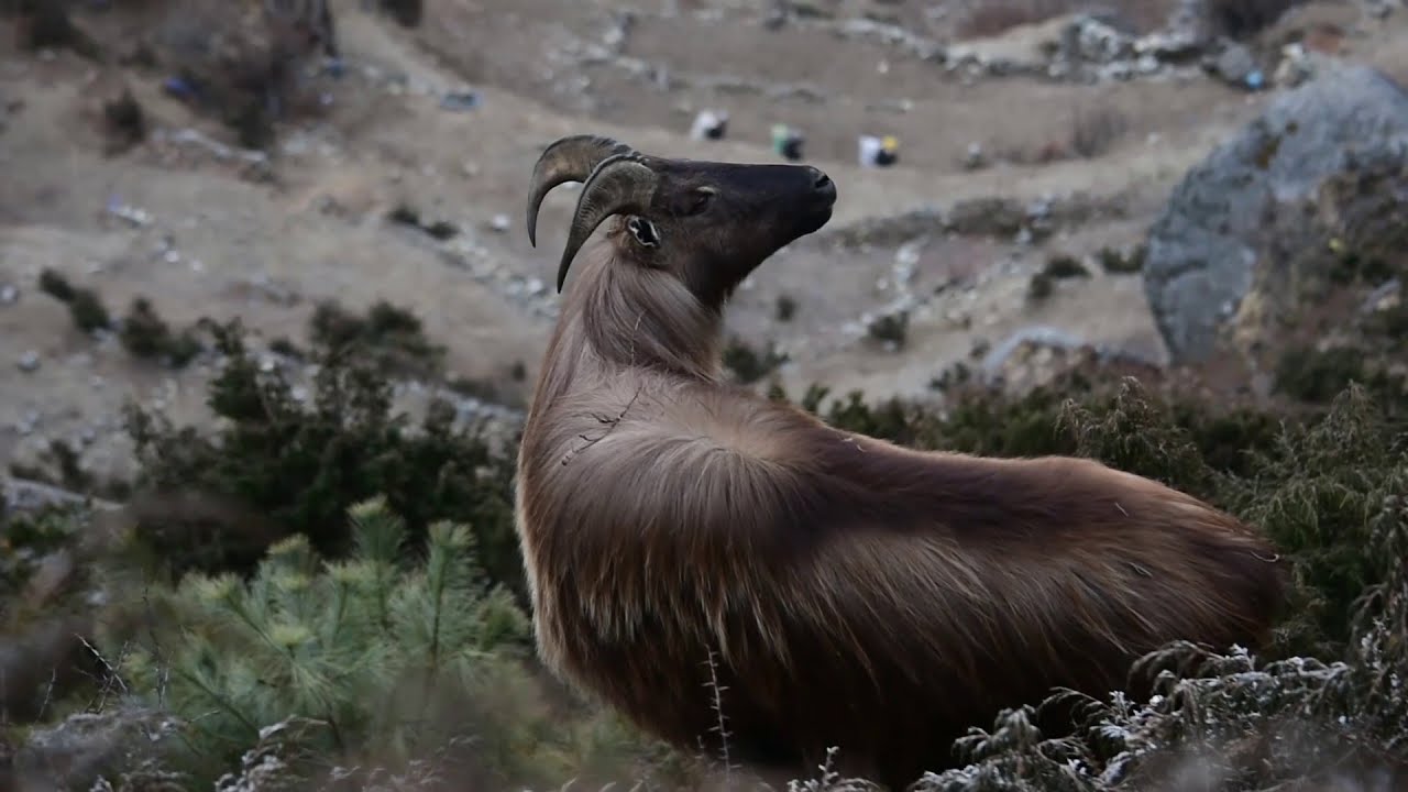 Himalayan Tahr | Wildlife - EBC in Nepal - YouTube