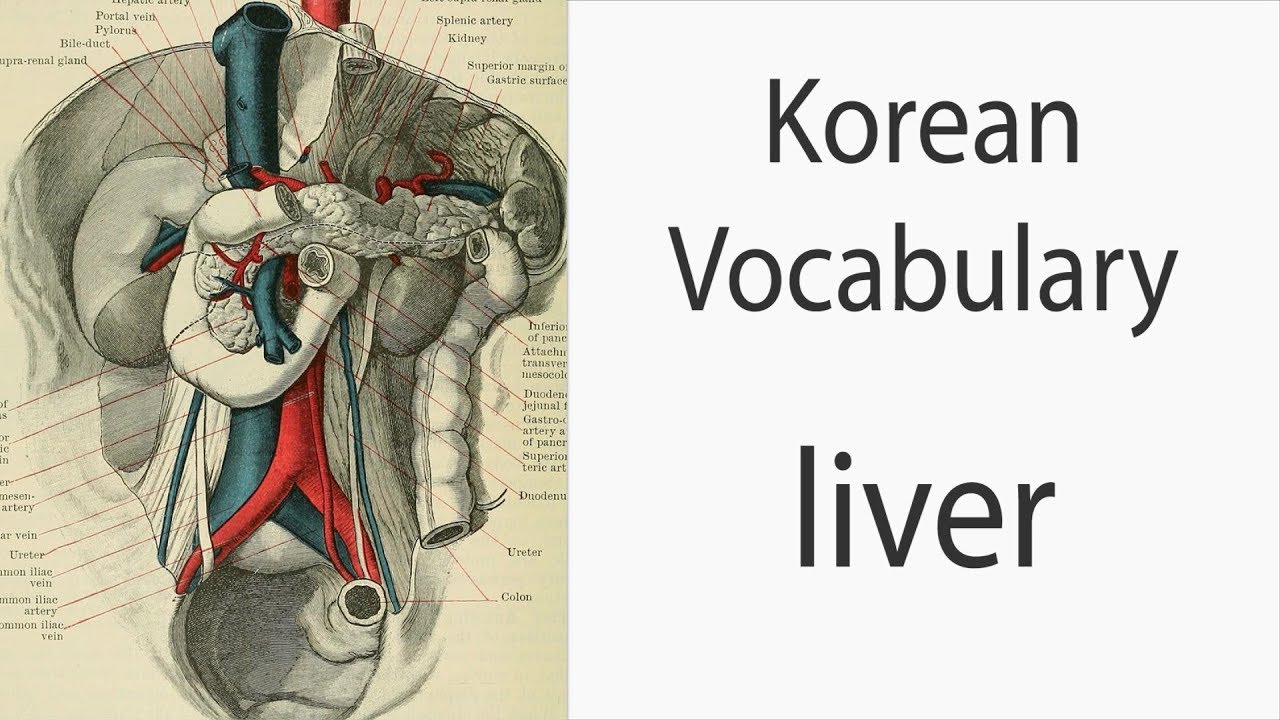 How to say "Liver" in Korean - YouTube