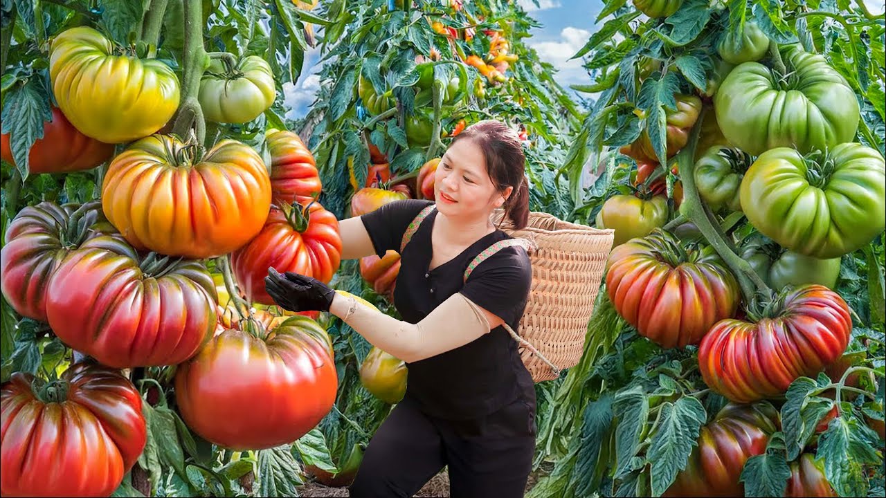 Amazing! Harvesting Rare Giant Tomatoes and go to market sell ...