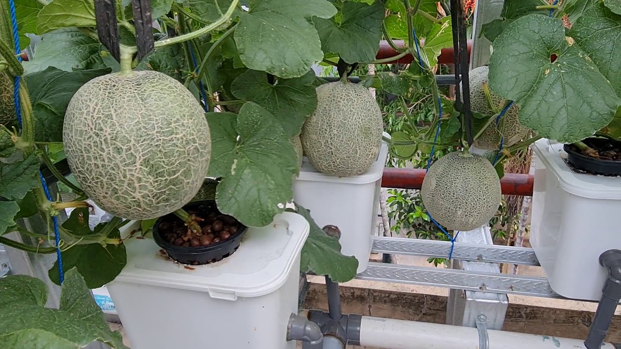 Pemeliharaan melon merlin hidroponik sistem dutch bucket 45 HST - YouTube