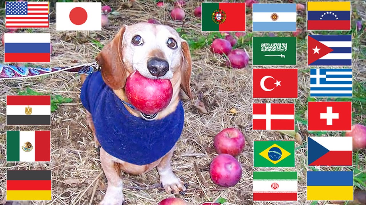 "Dog with Apple" in different Languages meme - YouTube