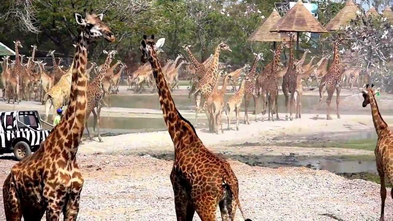 100 Giraffes Running Together - YouTube