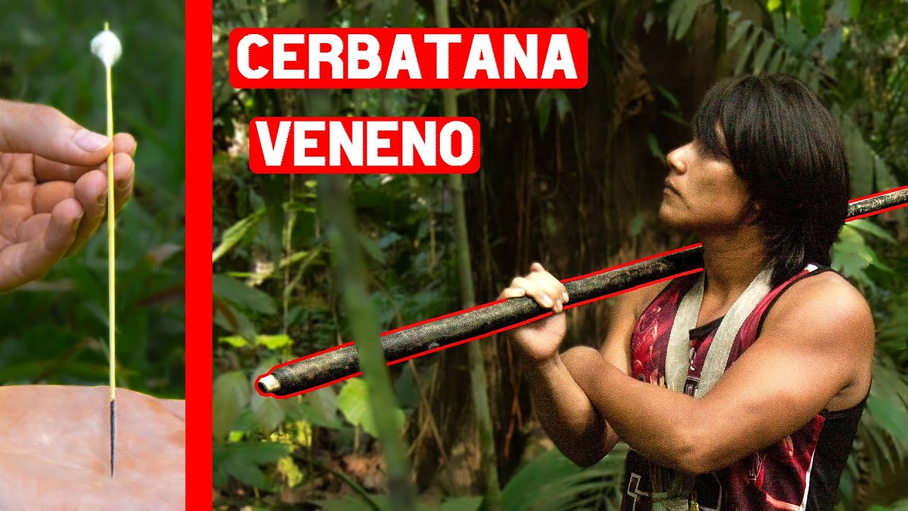 Cerbatana Y Dardos Envenenados En El Amazonas - Caza De Supervivencia ...