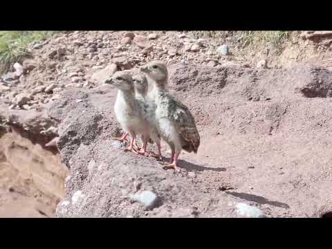 Chakor ki bachi ki awaz//Pakistan national birds voice//Kelkkali calling