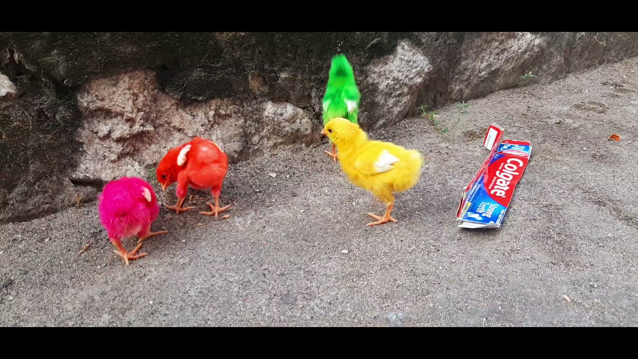 painted chicks . coloured bird - YouTube