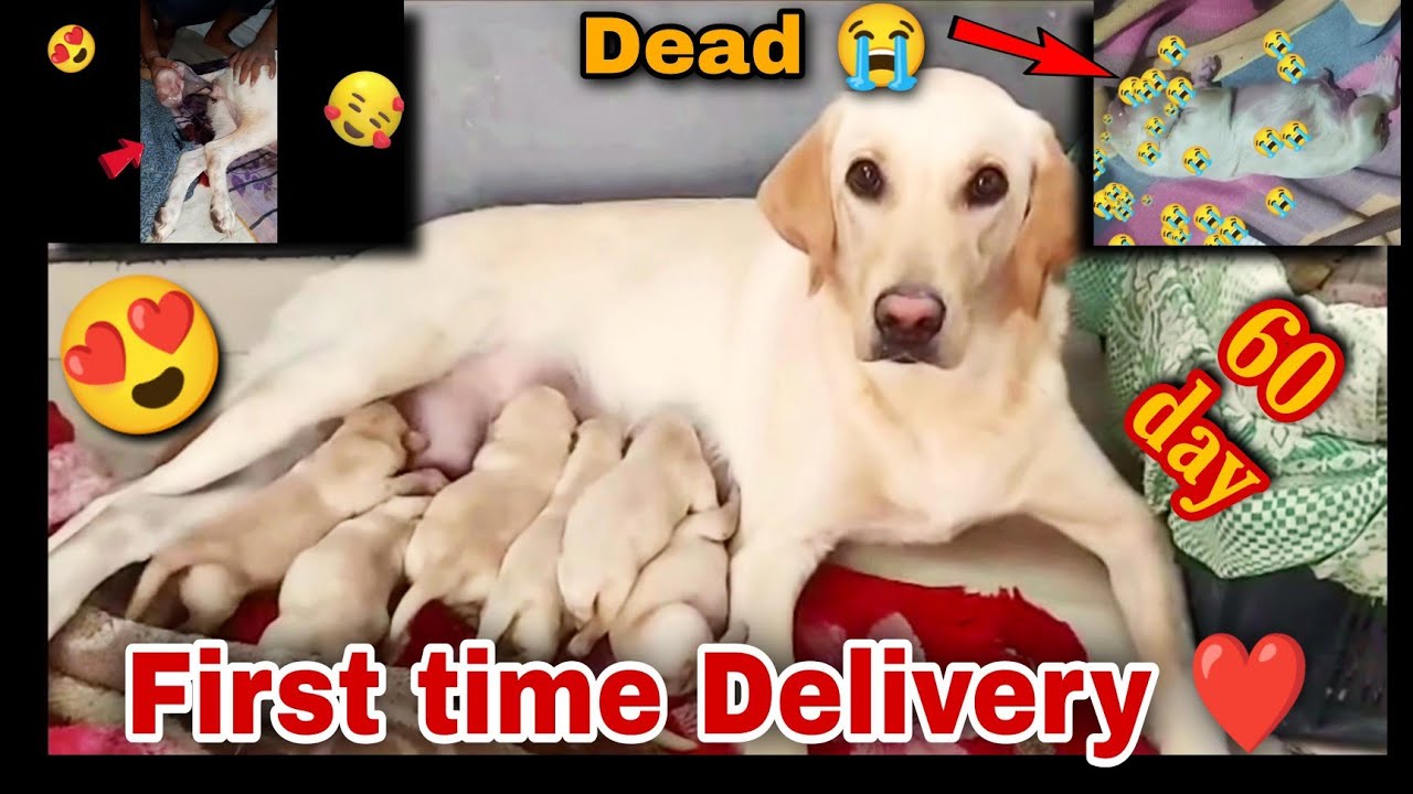 labrador giving birth 🥺 l 60th day puppies delivery 🔥😥 l labrador dog ...