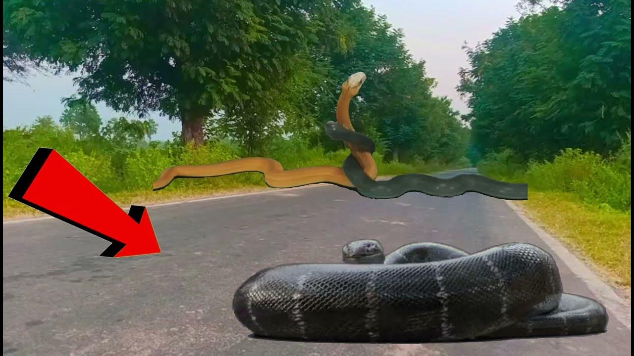 Burmese Python Snake Attack Boy In Real Life - YouTube