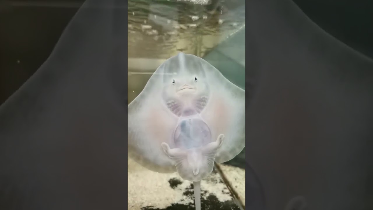 Ocean Ravioli - YouTube