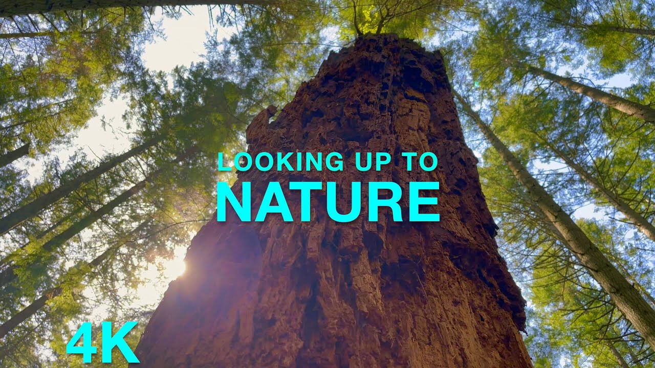 Looking Up To Nature 4K 🌲 Relaxing Forest Film, Birds Singing ...