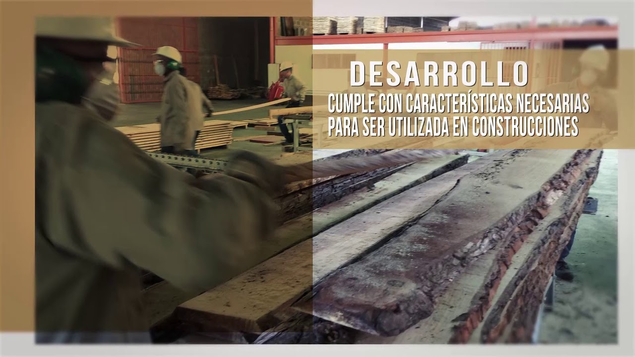 MADERAS LA ROLA 2020 1 - YouTube